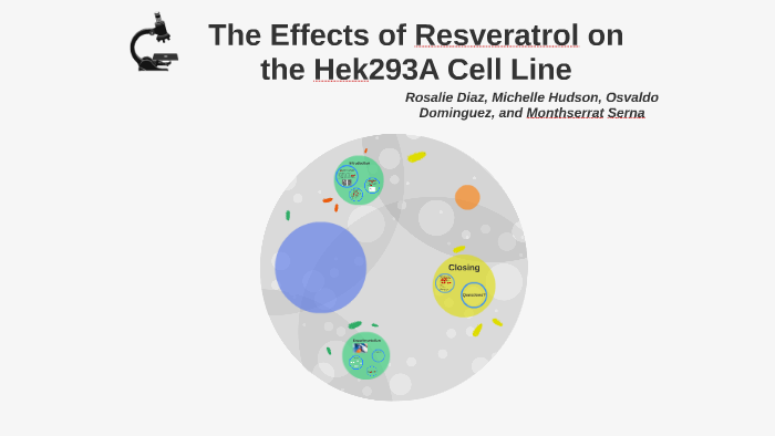 The Effects of Resveratrol on the Hek293A Cell Line by Monce Serna on Prezi