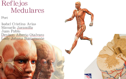 Reflejos Medulares by isabel cristina on Prezi