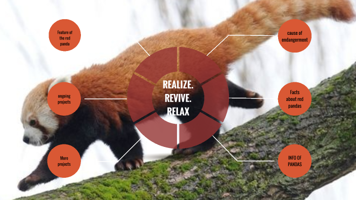 Save Red Pandas by Niranjana Panneer on Prezi