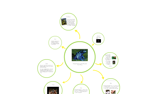 Adaptations of a Poisoned Dart Frog by Edie Gillett on Prezi