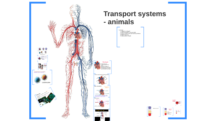 Transport systems - animals by Chris Mann