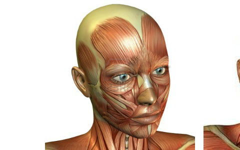 Músculo Masetero by Fernanda Flores on Prezi