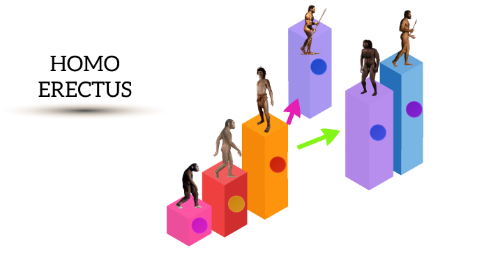 homo erectus by Keira C on Prezi