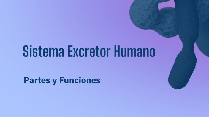 Sistema Excretor Humano by belen fernandez on Prezi