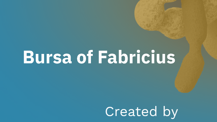 Bursa of Fabricius by Ahmad aqrawi on Prezi