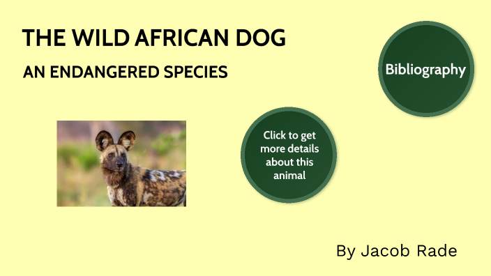 African Wild Dog, an endangered species by Jacob Rade on Prezi