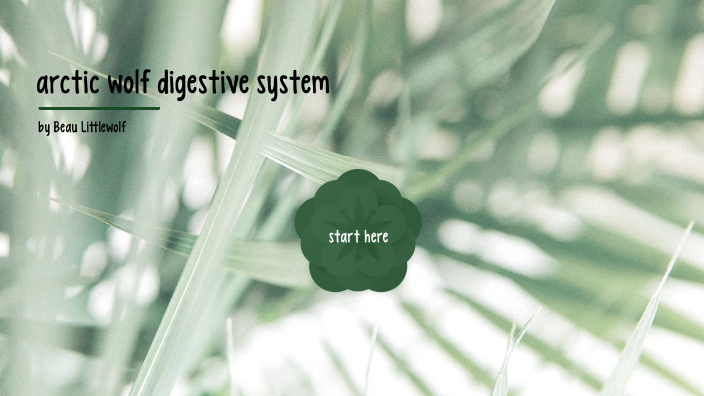 arctic wolf digestive system by Beau Littlewolf on Prezi