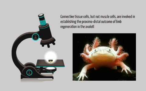 Connective tissue cells, but not muscle cells, are involved by Eric ...