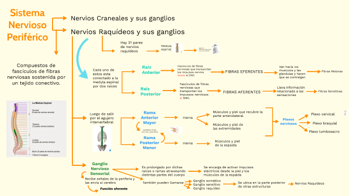 Nervios raquídeos y sus ganglios by Agustina Lussoro on Prezi