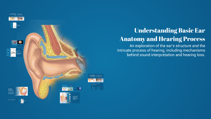 Understanding Basic Ear Anatomy and Hearing Process by Adrianna Aviz on ...