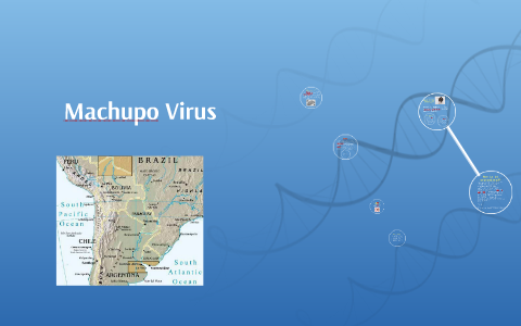 Machupo Virus by Anna Wright on Prezi