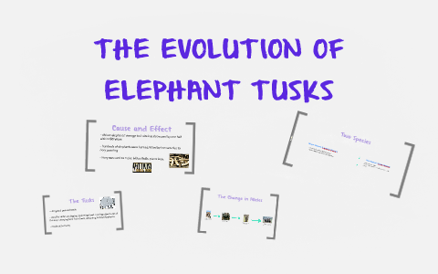 The Evolution of Elephant Tusks by Kimberly Nguyen on Prezi