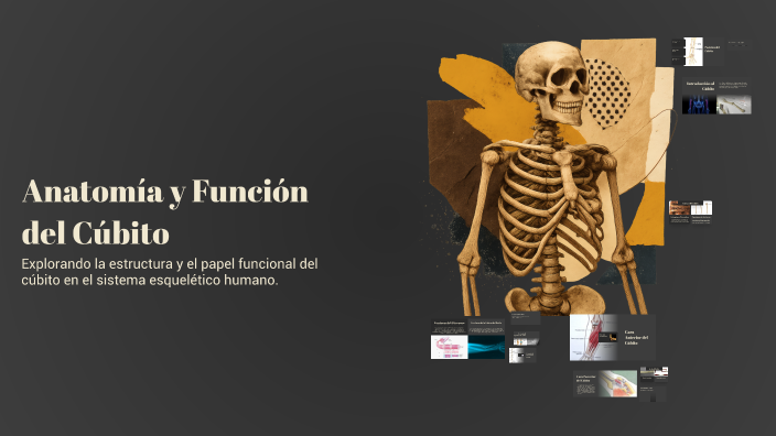 Anatomía y Función del Cúbito by Mishell Tobar on Prezi