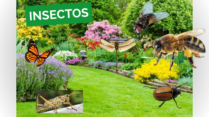 INSECTOS by Jennifer Carolina Lluglluna Simbaña on Prezi