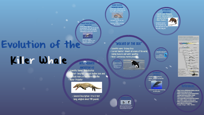 The Evolution of Orcinus Orcas by Bryana Sanchez on Prezi