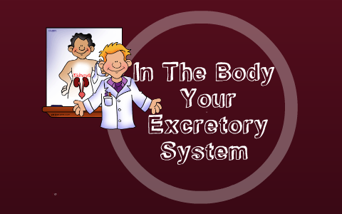 The Excretory System: The Human Waste Management by Jordan Laib on Prezi