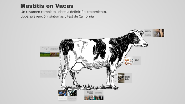 Mastitis en Vacas by Francisco De Claudio on Prezi