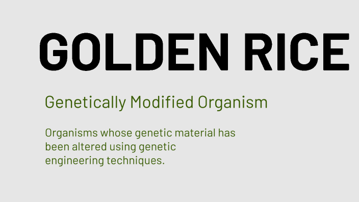 GMO: Golden Rice by Alexzandra Villanueva on Prezi