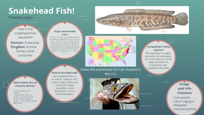 Snakehead Fish! by Alexis Ordonez on Prezi