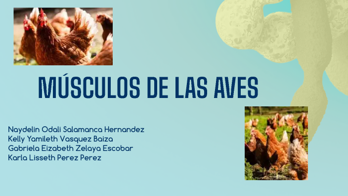 MÚSCULOS DE LAS AVES by lizz stay on Prezi
