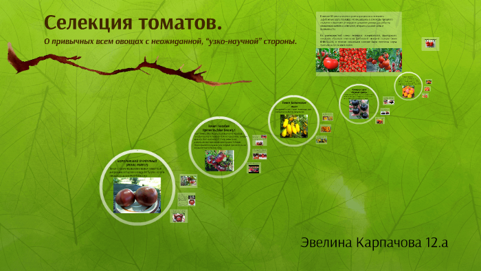 Селекция томатов. by on Prezi