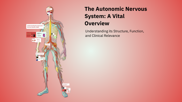 The Autonomic Nervous System: A Vital Overview by JADE DARRYL PRAICO on ...
