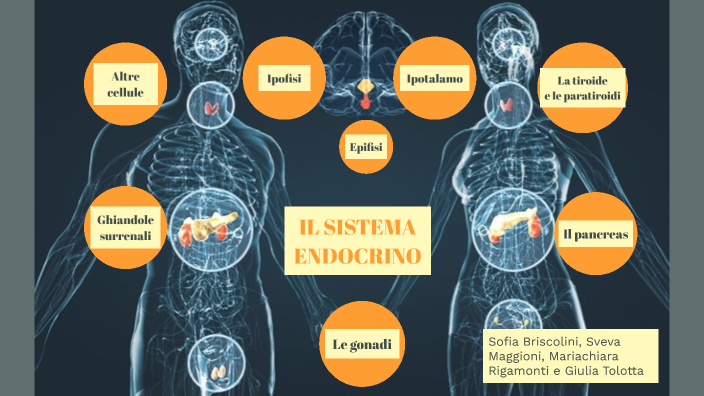 Il sistema endocrino by giulia tolotta on Prezi