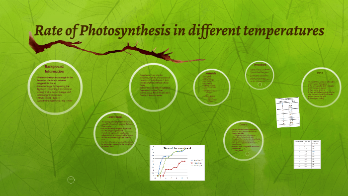 Rate of Photosynthesis in different temperatures by Acacia Rose on Prezi
