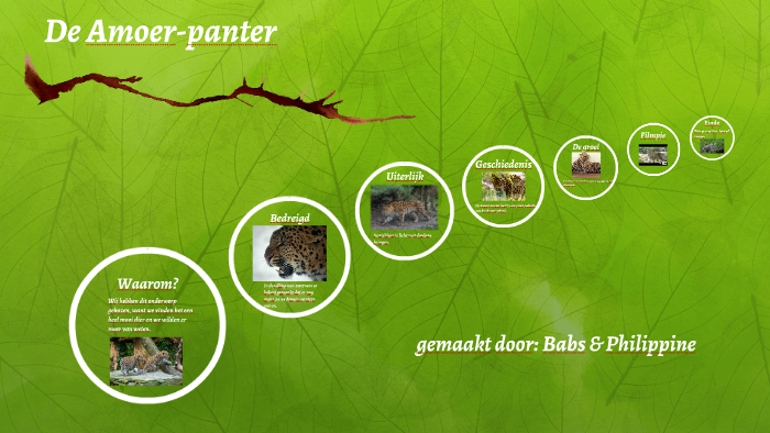 Amoer-panter by philippine roos on Prezi