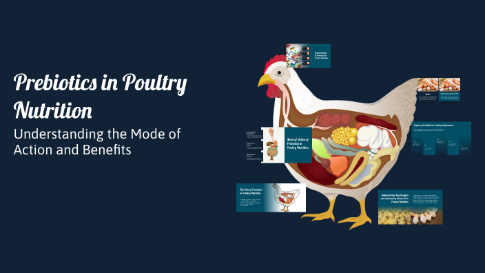 Prebiotics for poultry nutrition mode of action by dr.kamal elnagmy on ...