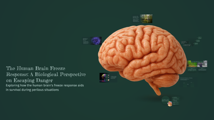 The Human Brain Freeze Response: A Biological Perspective on Escaping ...