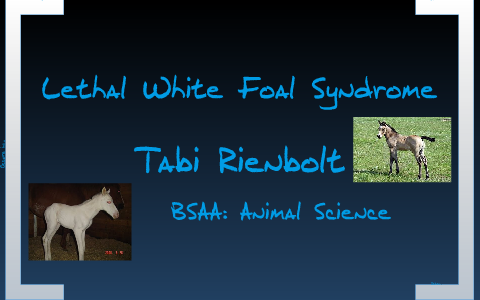 Lethal White Foal Syndrome by tabitha rienbolt on Prezi