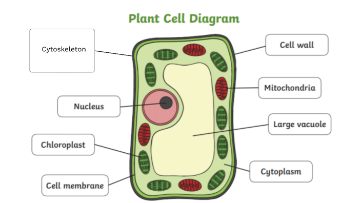 plant cell by Clay Lowery on Prezi