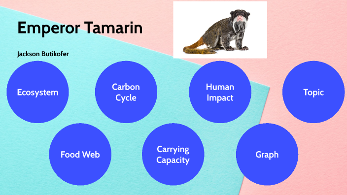 Emperor Tamarin by Jackson Butikofer on Prezi