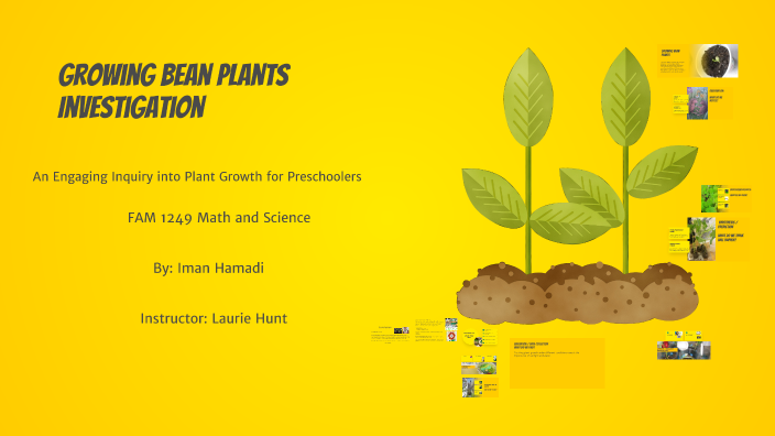 Growing Bean Plants Investigation by Iman Hamadi on Prezi