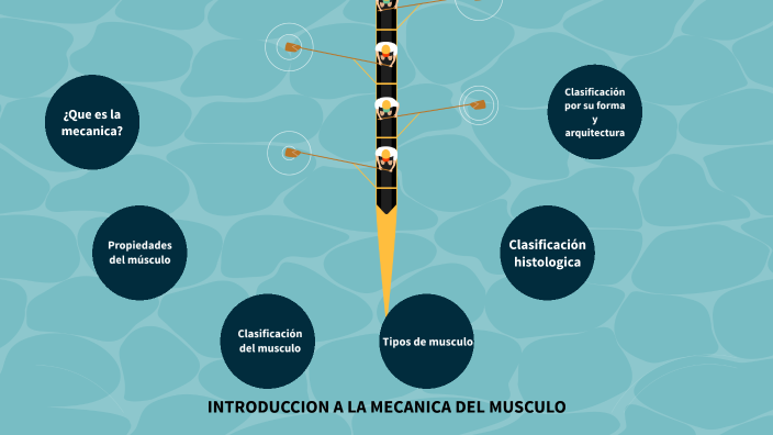 Mecanica del musculo by Rayeneri Ceo on Prezi