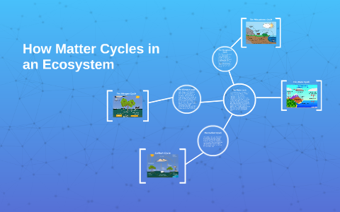 How Matter Cycles in an Ecosystem by madison holliday