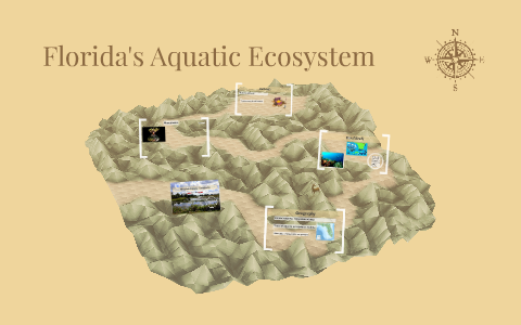 Florida's Ecosystem by ali mehdi on Prezi