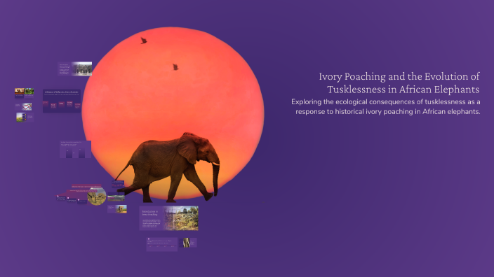 Ivory Poaching and the Evolution of Tusklessness in African Elephants ...