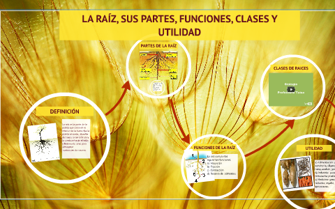 LA RAÍZ, SUS PARTES, FUNCIONES Y CLASES by Gloria Zulma Arias Cardona ...