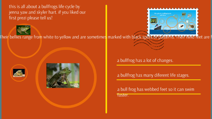 life cycle of a bullfrog by:sky and jenna by Samantha Dilliner on Prezi