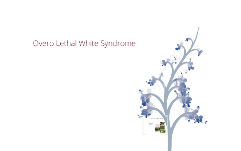 Overo Lethal White Syndrome by Ariel Koos on Prezi