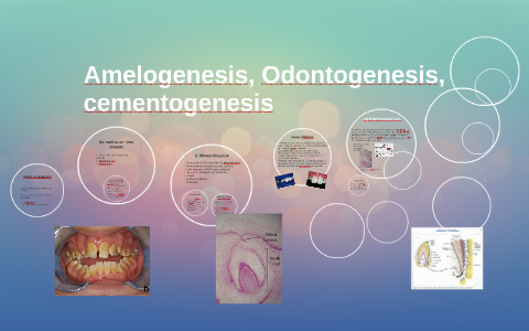 Amelogenesis, Odontogenesis, cementogenesis by juliana moncada on Prezi
