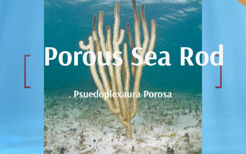 Porous Sea Rod by Erica Sheehan on Prezi