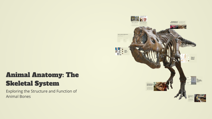 Animal Anatomy: The Skeletal System by Katarzyna Ząbek on Prezi