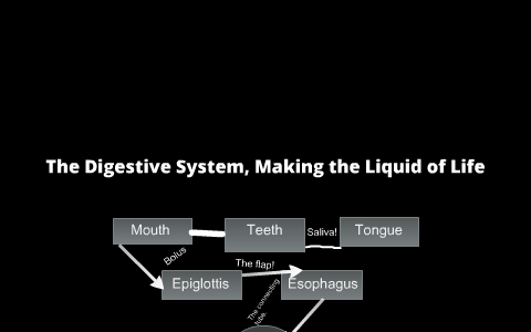The Digestive System by Michael Reichard on Prezi