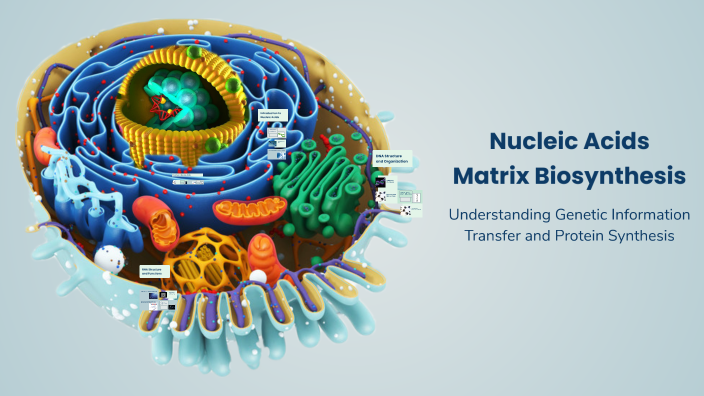 Nucleic Acids Matrix Biosynthesis by Bashar Abdallah on Prezi
