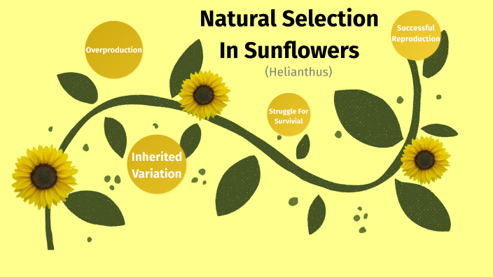 Natural Selection Project by Calvin Murray on Prezi