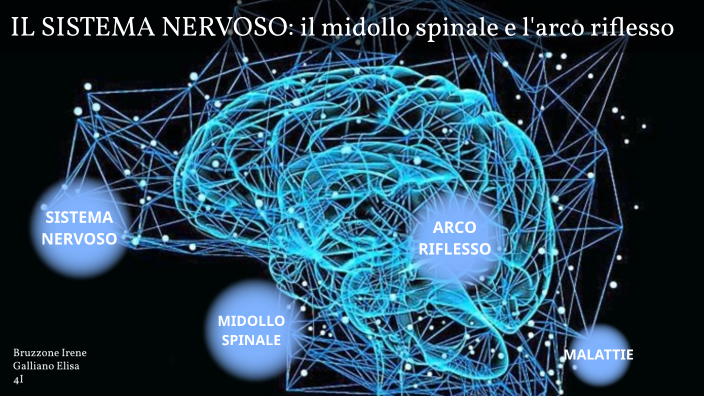 midollo spinale e arco riflesso by elisa galliano on Prezi