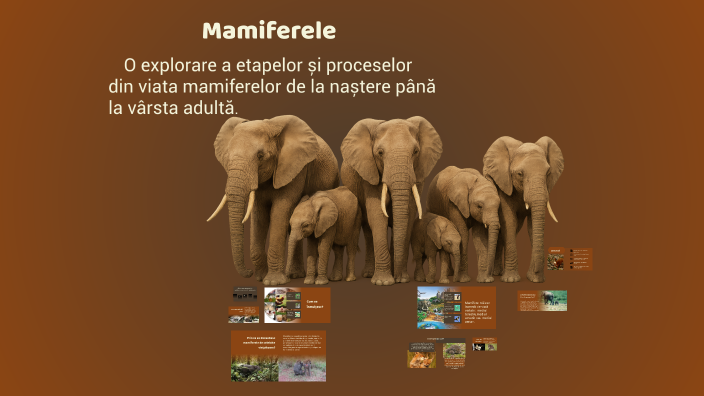 The Life Cycle of Mammals by perju sorina on Prezi